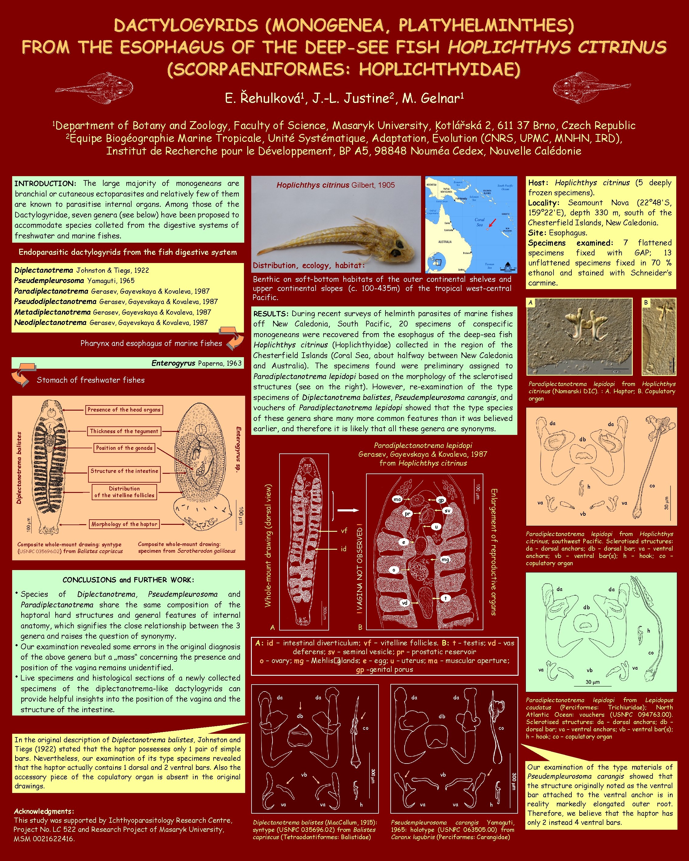 DACTYLOGYRIDS MONOGENEA PLATYHELMINTHES FROM THE ESOPHAGUS OF THE