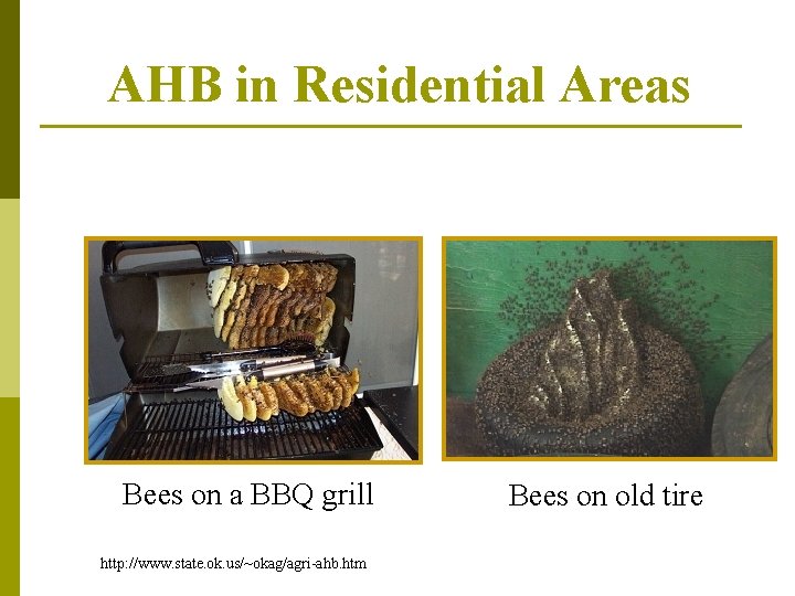 Controlling Africanized Honey Bees Philip G Koehler Dept