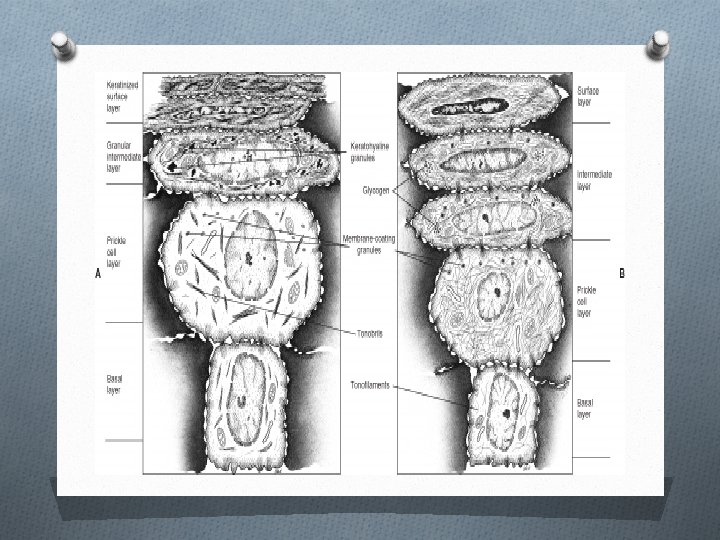 Oral Mucous Membrane O Mucous Membrane Moist lining