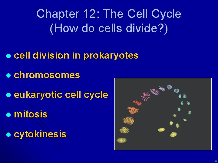 Chapter 12 The Cell Cycle How do cells