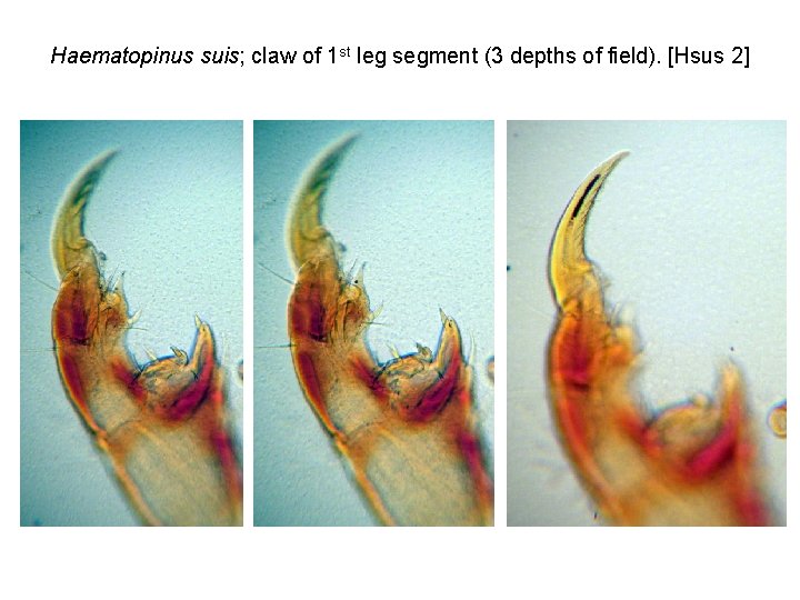 Haematopinus suis female left male right Note strongly