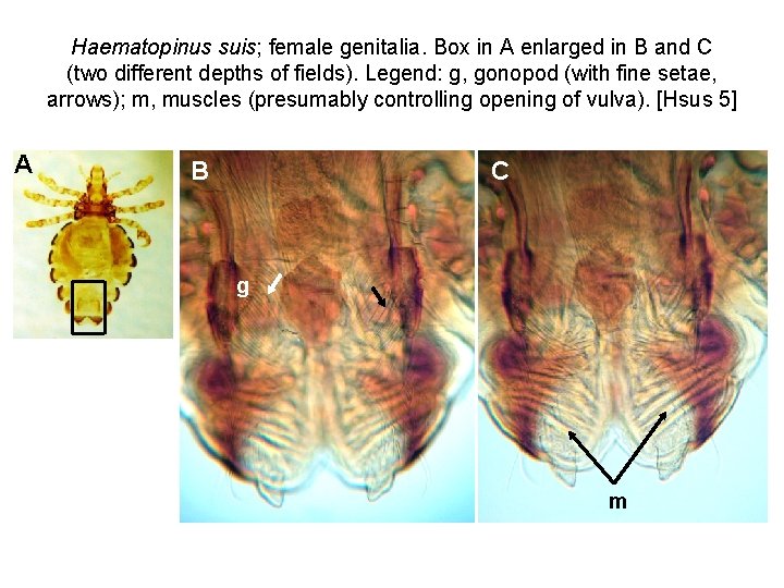 Haematopinus suis female left male right Note strongly