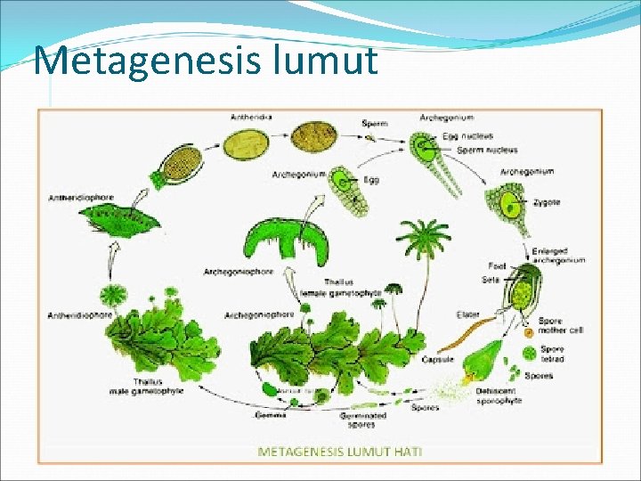 1 Pertumbuhan dan Perkembangan pada Makhluk Hidup 2