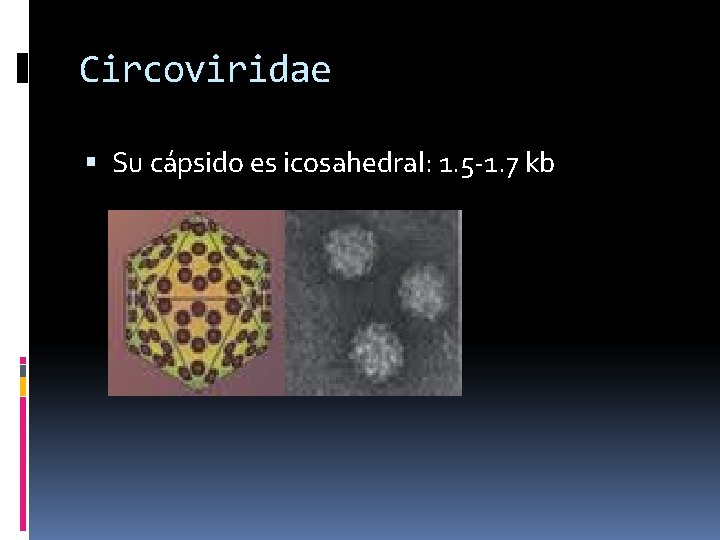 Genomas y Gentica de los Virus Los virus