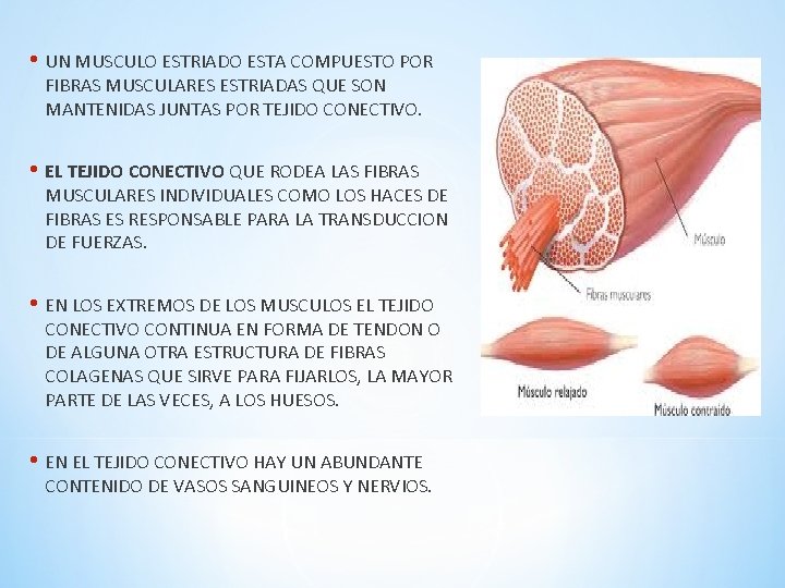 EL TEJIDO MUSCULAR ES UN TEJIDO BASICO QUE