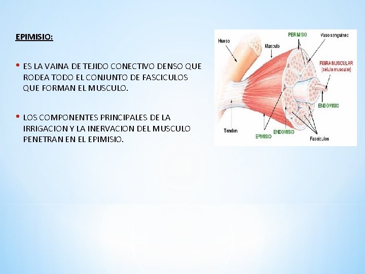 EL TEJIDO MUSCULAR ES UN TEJIDO BASICO QUE