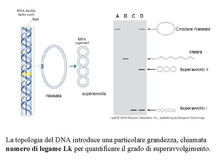 Traditional Cloning Fragmentation breaking up the DNA Ligation