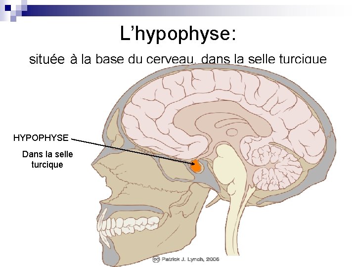 LE SYSTEME ENDOCRINIEN Anatomiephysiologie Smiologie Introduction n n