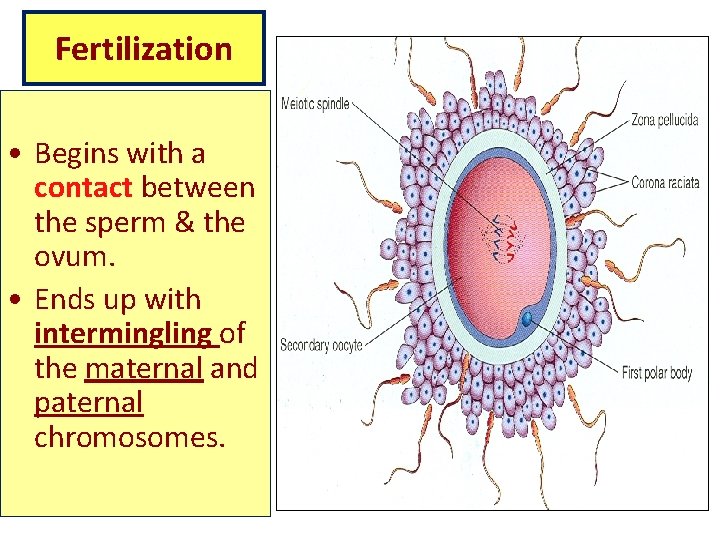 FERTILIZATION IMPLANTATION By Dr Saaed Dr Sanaa OBJECTIVES