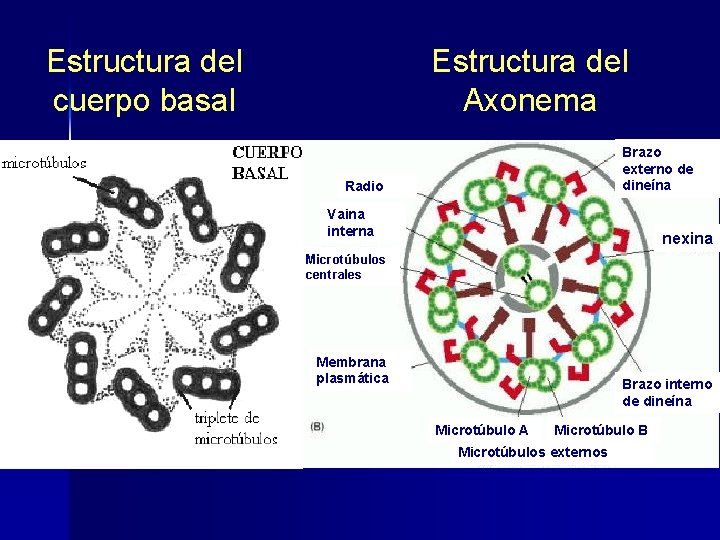 CITOESQUELETO Dra Carmen Ada Martnez Propiedades de los