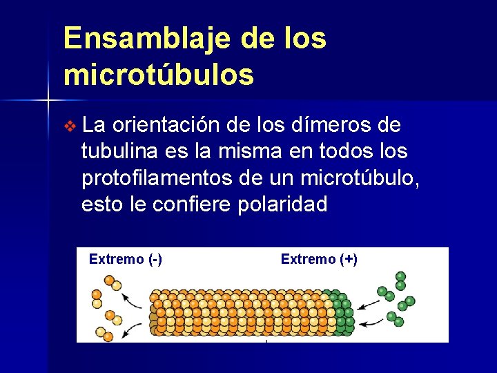 CITOESQUELETO Dra Carmen Ada Martnez Propiedades de los