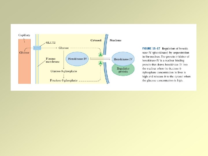 Bioenergetica Metabolismo y Regulacin Metabolismo Actividad Celular ...