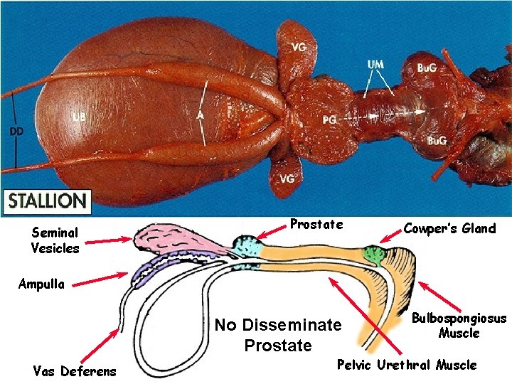 Animal Dairy Science 434 Lec 4 Comparative Male