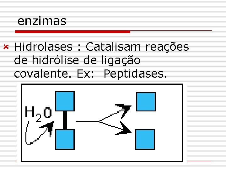 ENZIMAS 2 ENZIMAS HISTRICO Catlise biolgica incio sc