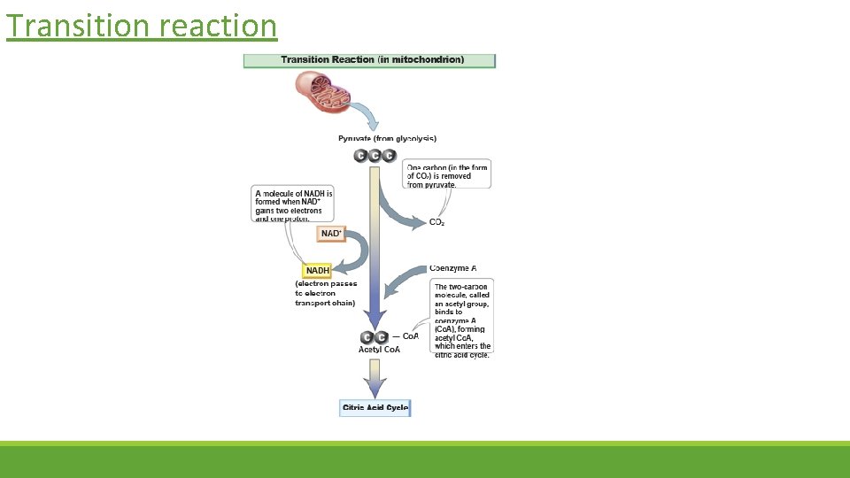 Cellular Metabolism LECTURE PACKET 6 READING CHAPTER 3