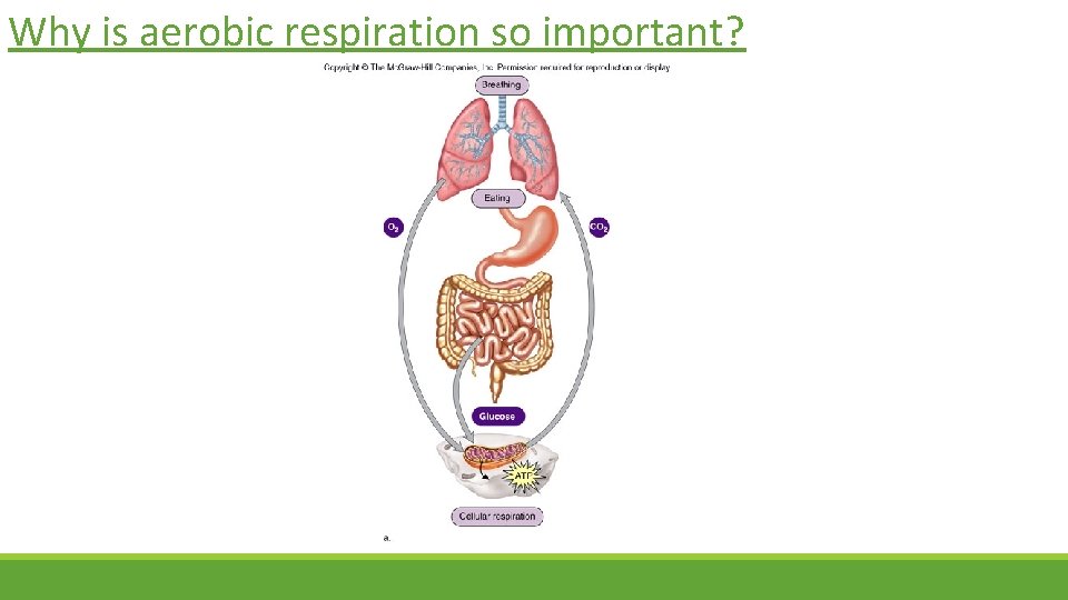 Cellular Metabolism LECTURE PACKET 6 READING CHAPTER 3