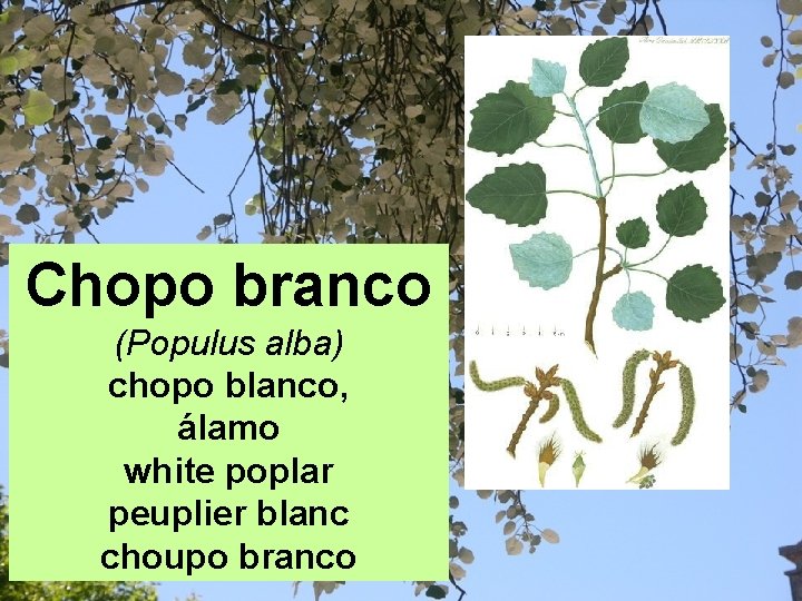 Chopo branco Populus alba chopo blanco lamo white