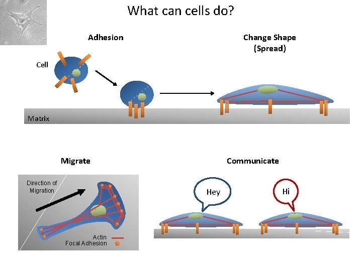 Cell Biology Outline Organization of body systems Organ