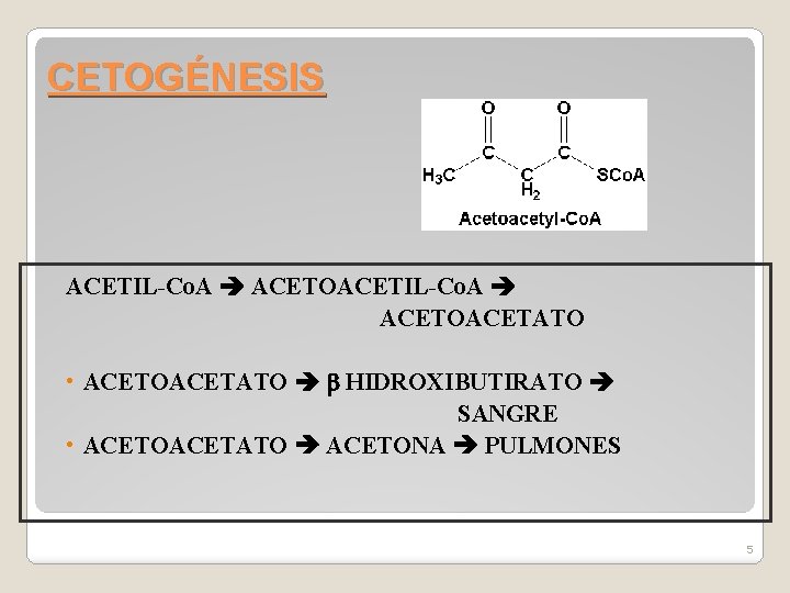 METABOLISMO DE LOS LPIDOS BIOQUMICA UCE Lic Deborah