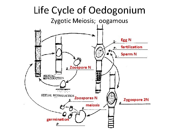 Allomyces Life Cycle Zygomycota Zygotic na Rhizopus Life
