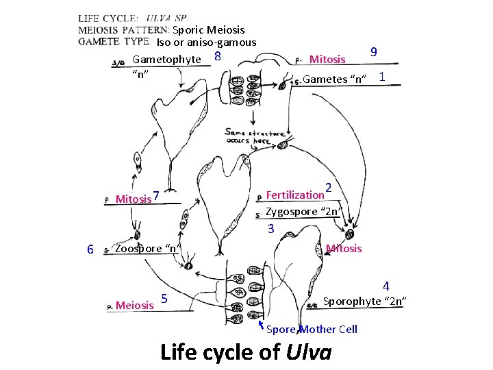 Allomyces Life Cycle Zygomycota Zygotic na Rhizopus Life