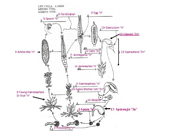 Allomyces Life Cycle Zygomycota Zygotic na Rhizopus Life
