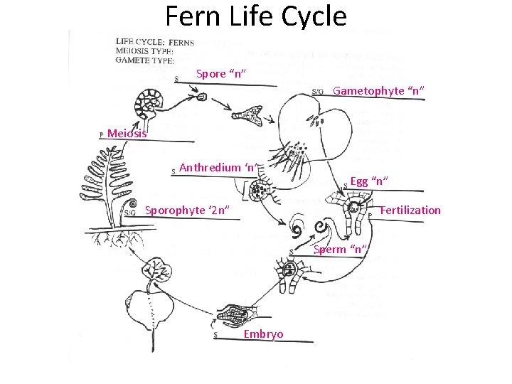 Allomyces Life Cycle Zygomycota Zygotic na Rhizopus Life