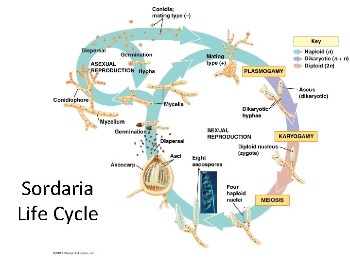 Allomyces Life Cycle Zygomycota Zygotic na Rhizopus Life