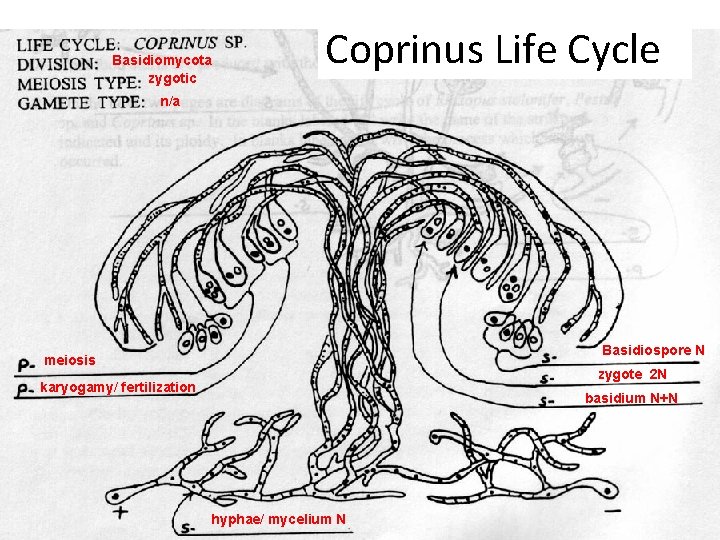 Allomyces Life Cycle Zygomycota Zygotic na Rhizopus Life