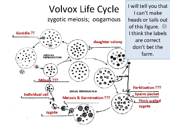 Allomyces Life Cycle Zygomycota Zygotic na Rhizopus Life