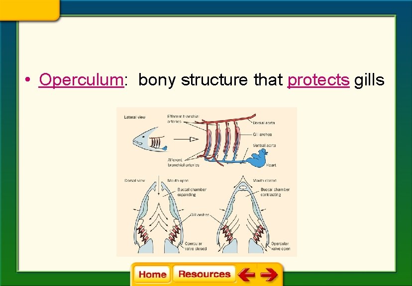 Classes of vertebrates include fishes amphibians reptiles birds