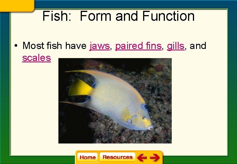 Classes of vertebrates include fishes amphibians reptiles birds