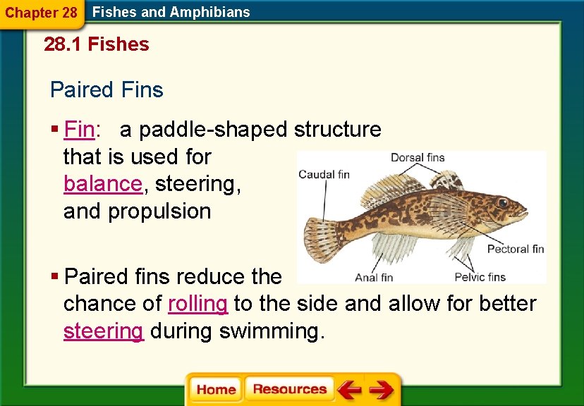 Classes of vertebrates include fishes amphibians reptiles birds