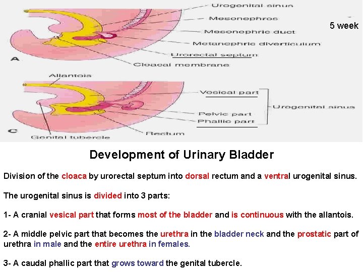 Development of Urinary System The urogenital system develops