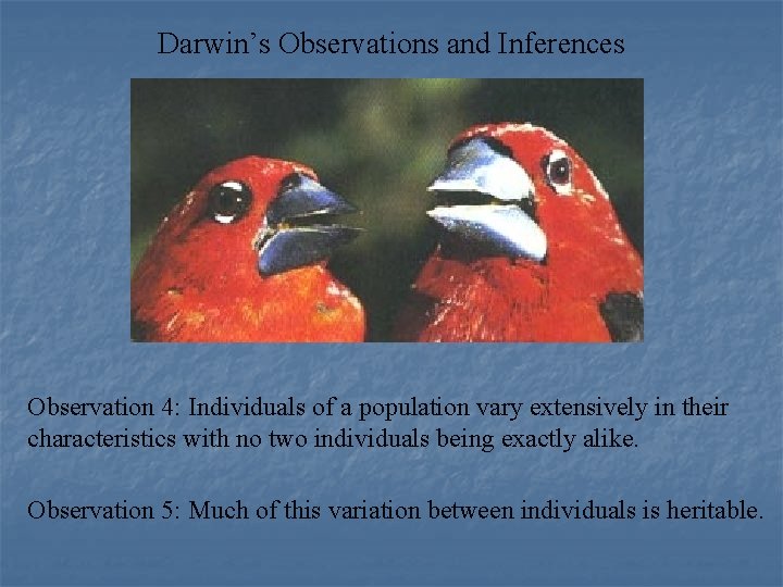 Evolution Nothing in biology makes sense except in