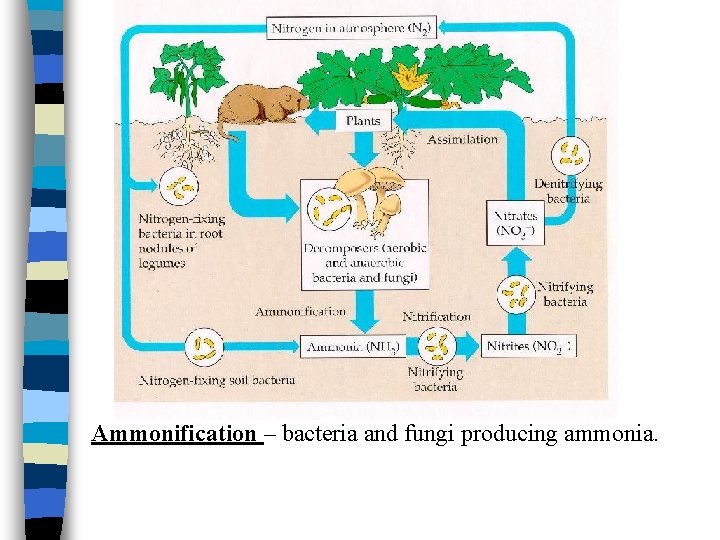 Abiotic Nutrient Cycles n Abiotic Nonliving components essential