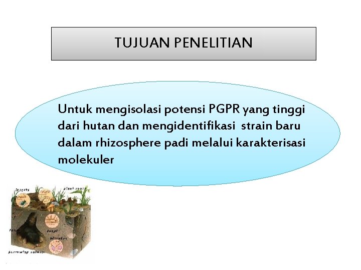 RIBOTYPING PLANT GROWTH PROMOTING RHIZOBACTERIA PGPR DARI TANAH