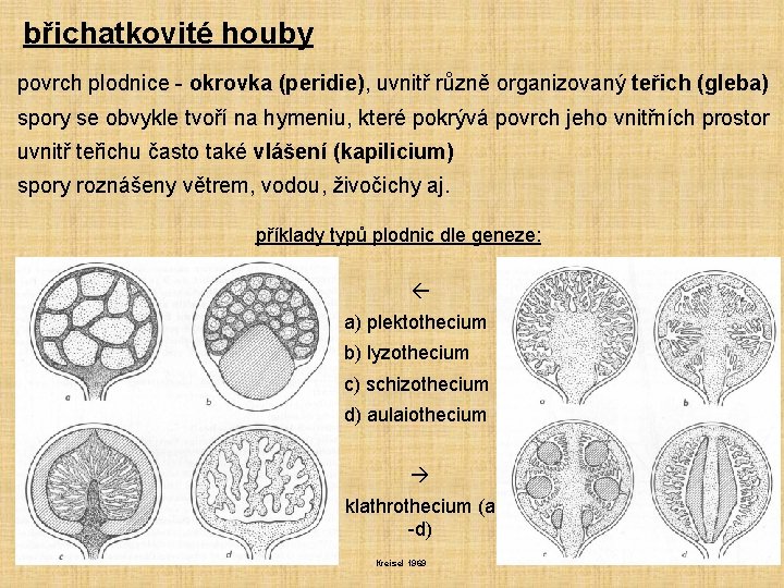 bichatkovit houby povrch plodnice okrovka peridie uvnit rzn