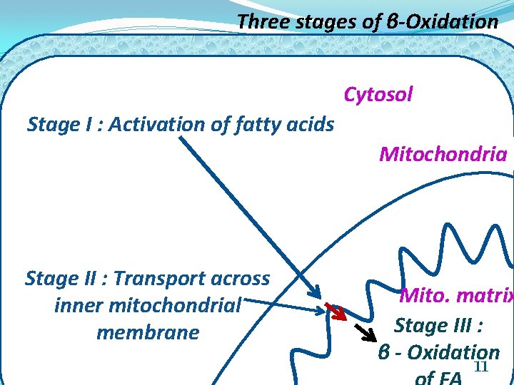 Metabolism of Lipids I Dr ANITHA 1 Introduction
