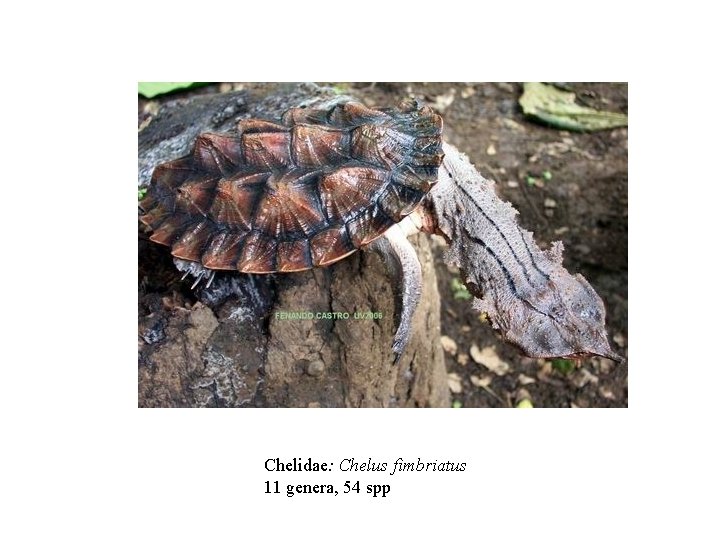 REPTILES REPTILES Testudines 341 species Turtles Testudines Joyce