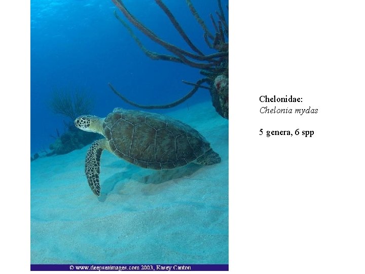 REPTILES REPTILES Testudines 341 species Turtles Testudines Joyce