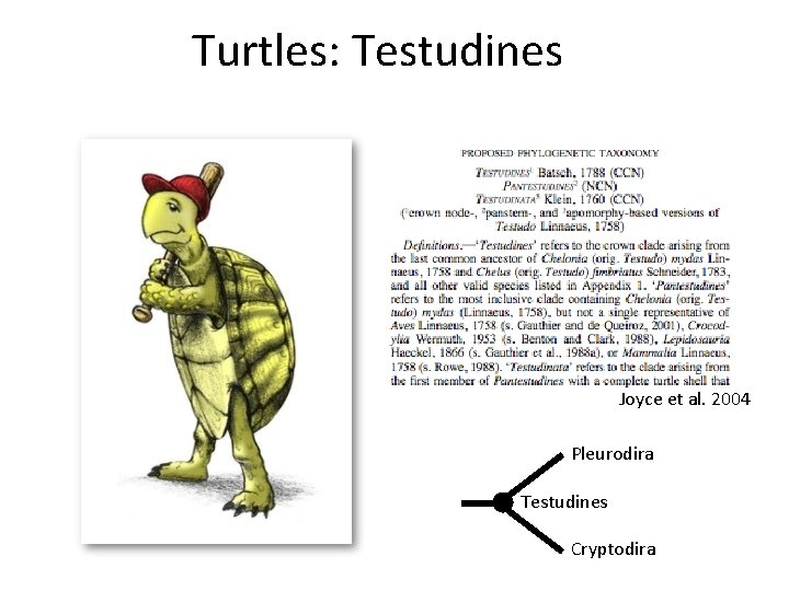 REPTILES REPTILES Testudines 341 species Turtles Testudines Joyce