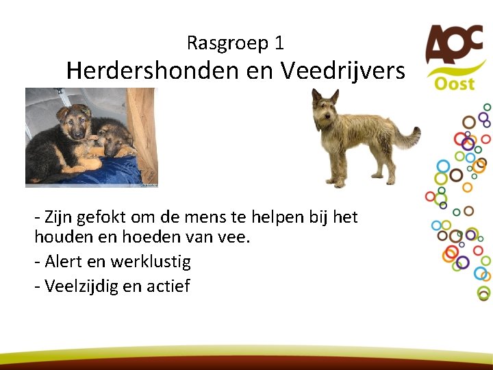 Rassen Les 2 Uitleg Rasgroepen en verdeling kattenrassen