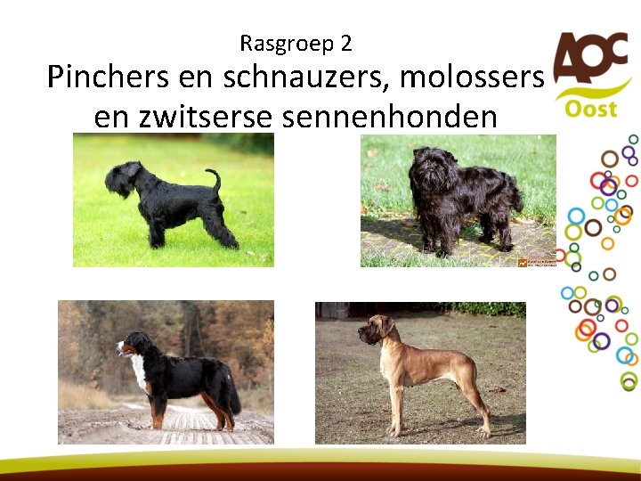 Rassen Les 2 Uitleg Rasgroepen en verdeling kattenrassen
