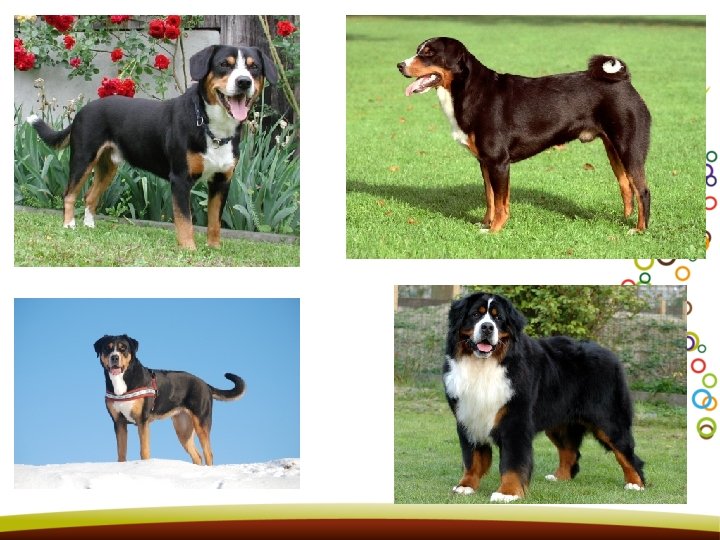 Rassen Les 2 Uitleg Rasgroepen en verdeling kattenrassen