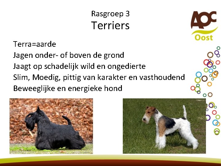 Rassen Les 2 Uitleg Rasgroepen en verdeling kattenrassen