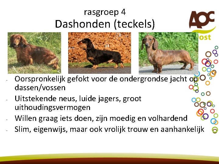 Rassen Les 2 Uitleg Rasgroepen en verdeling kattenrassen