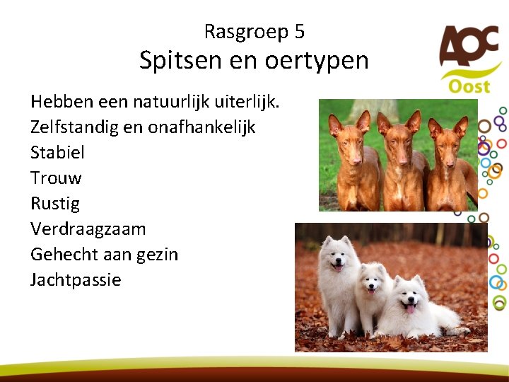 Rassen Les 2 Uitleg Rasgroepen en verdeling kattenrassen
