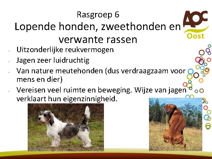 Rassen Les 2 Uitleg Rasgroepen en verdeling kattenrassen