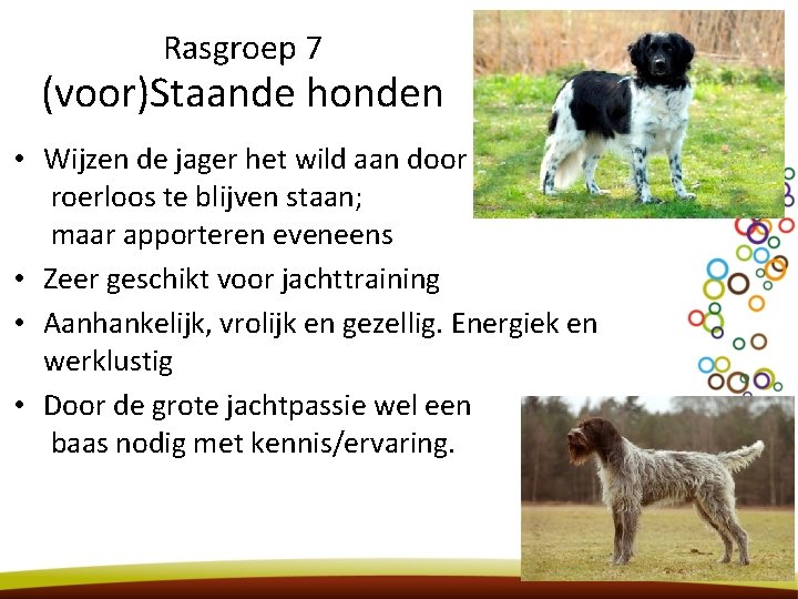 Rassen Les 2 Uitleg Rasgroepen en verdeling kattenrassen